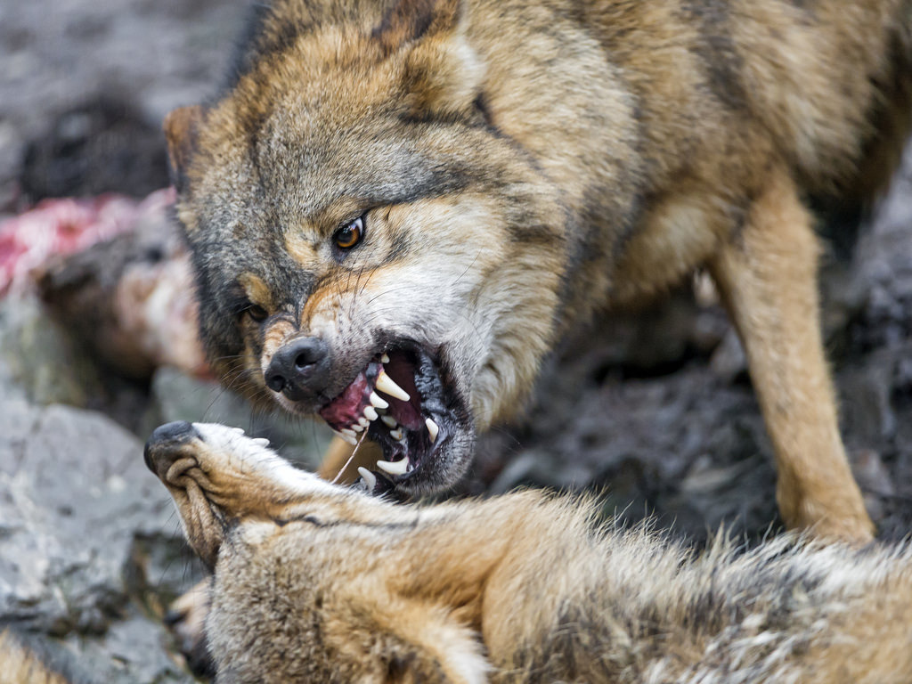 male wolves – The Savage Nation